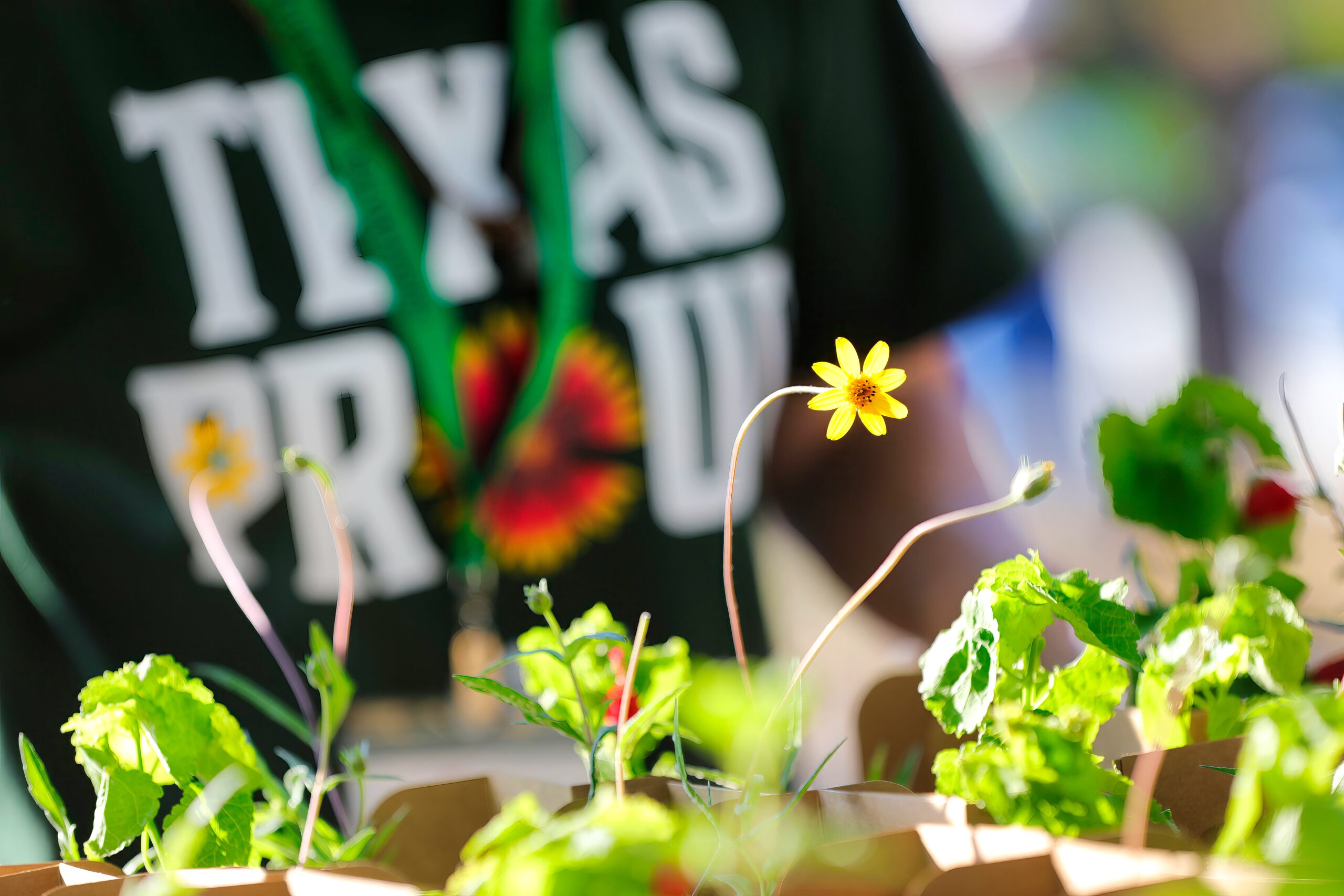 EAA hosting free Texas Native Plant Drive-Thru pick-up this Saturday ...